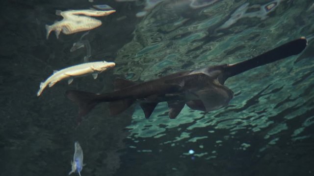 รูปภาพPaddlefish – เลือกดูภาพถ่ายสต็อก เวกเตอร์ และวิดีโอ366 | Adobe Stock