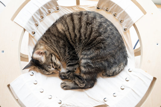 รูปภาพRoundly – เลือกดูภาพถ่ายสต็อก เวกเตอร์ และวิดีโอ7,999 | Adobe Stock