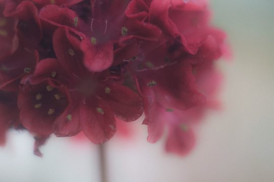 Pseudanthium Bilder – Durchsuchen 659,135 Archivfotos, Vektorgrafiken ...