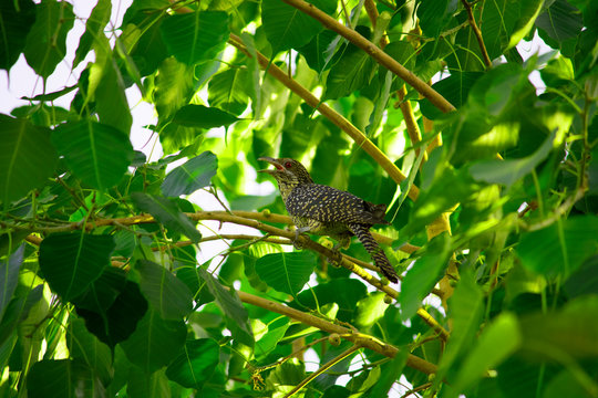 Koyal Images – Browse 26 Stock Photos, Vectors, and Video | Adobe Stock