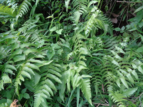 Monilophyta Images – Browse 54 Stock Photos, Vectors, and Video | Adobe ...