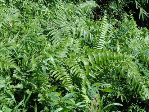 Monilophyta Images – Browse 54 Stock Photos, Vectors, and Video | Adobe ...