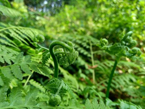 Monilophyta Images – Browse 60 Stock Photos, Vectors, and Video | Adobe ...