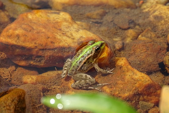 Sapo bilder – Bläddra bland 2,396 stockfoton, vektorer och videor ...
