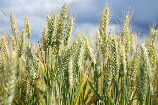 「Trigales」の写真素材 | 122件の無料イラスト画像 | Adobe Stock