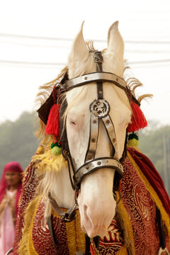 รูปภาพMarwari – เลือกดูภาพถ่ายสต็อก เวกเตอร์ และวิดีโอ526 | Adobe Stock