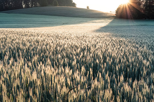 Roggenfeld-Bilder: Stock-Fotos & -Videos. | Adobe Stock