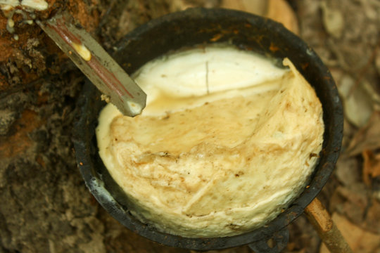 "Rubber Tapper" Images – Browse 667 Stock Photos, Vectors, and Video ...