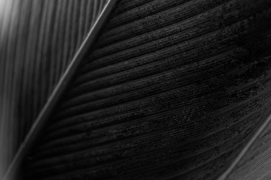 "Monotone Background" Images – Browse 209 Stock Photos, Vectors, and ...