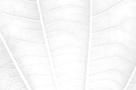 "Monotone Background" Images – Browse 209 Stock Photos, Vectors, and ...