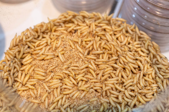 Insect-Maggots-Bilder: Stock-Fotos & -Videos. | Adobe Stock