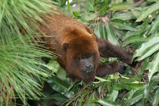 Imágenes de Bugio: descubre bancos de fotos, ilustraciones, vectores y ...