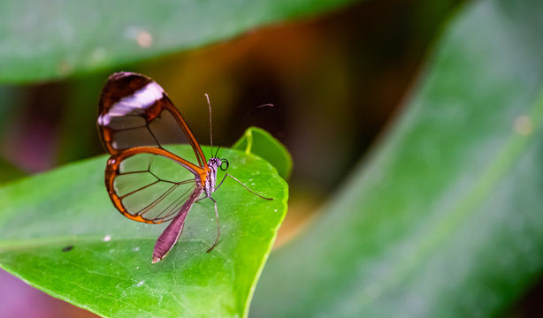 รูปภาพGlasswing – เลือกดูภาพถ่ายสต็อก เวกเตอร์ และวิดีโอ1,021 | Adobe Stock