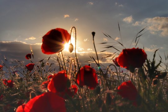 "Remembrance Poppy" Images – Browse 9,343 Stock Photos, Vectors, and ...