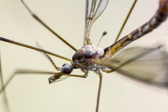 Schnacke Bilder – Durchsuchen 5,696 Archivfotos, Vektorgrafiken und ...