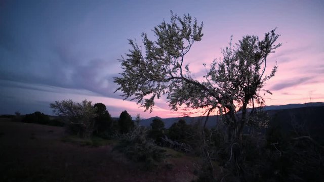 Cliffrose Images – Browse 69 Stock Photos, Vectors, and Video | Adobe Stock