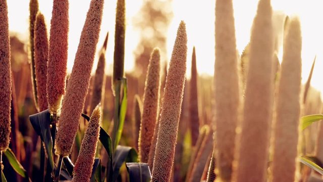 Solam Images – Browse 35 Stock Photos, Vectors, and Video | Adobe Stock