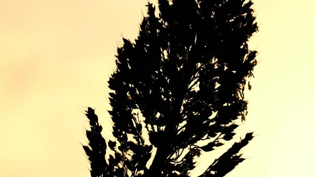 Solam Images – Browse 35 Stock Photos, Vectors, and Video | Adobe Stock