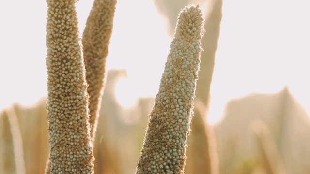 Bajri Images – Browse 651 Stock Photos, Vectors, and Video | Adobe Stock