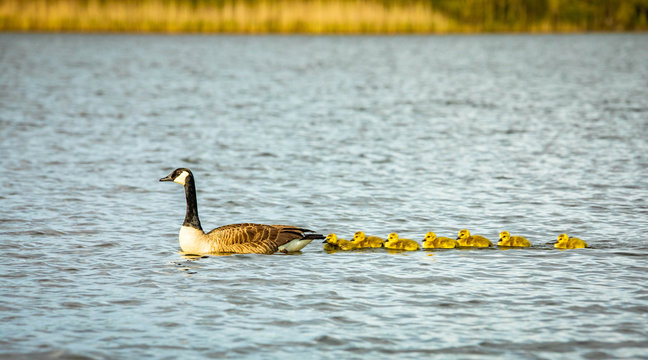 รูปภาพGooseling – เลือกดูภาพถ่ายสต็อก เวกเตอร์ และวิดีโอ134 | Adobe Stock