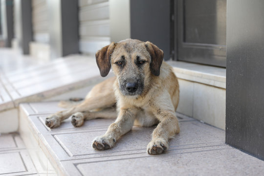 Rabid Images – Parcourir 1,439 le catalogue de photos, vecteurs et ...