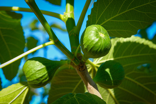 「Sycone」の写真素材 | 19件の無料イラスト画像 | Adobe Stock