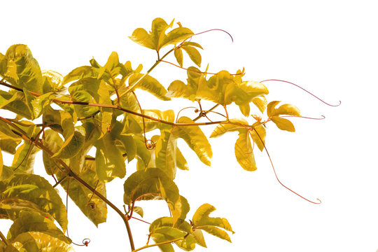 รูปภาพPampres – เลือกดูภาพถ่ายสต็อก เวกเตอร์ และวิดีโอ358 | Adobe Stock