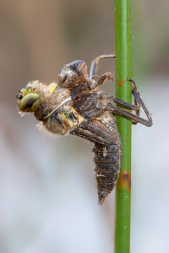 Libellenlarve Bilder – Durchsuchen 4,203 Archivfotos, Vektorgrafiken ...