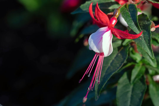 「Fuchsien」の写真素材 | 381件の無料イラスト画像 | Adobe Stock