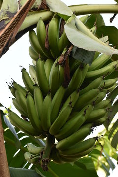 「Matooke」の写真素材 | 145件の無料イラスト画像 | Adobe Stock