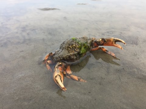 รูปภาพKrabbe – เลือกดูภาพถ่ายสต็อก เวกเตอร์ และวิดีโอ10,242 | Adobe Stock