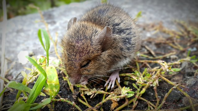 Feldmaus Bilder – Durchsuchen 11,828 Archivfotos, Vektorgrafiken und ...