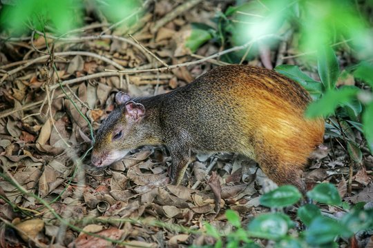 Sereque Images – Browse 1,313 Stock Photos, Vectors, and Video | Adobe ...