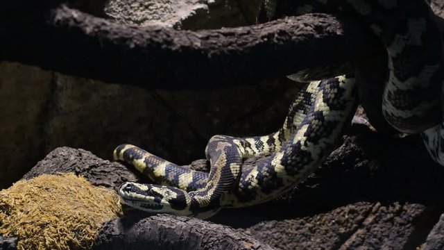 "Diamond Python" Images – Browse 216 Stock Photos, Vectors, and Video ...