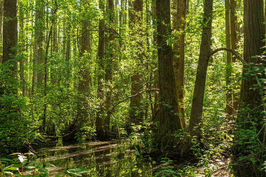"Cypress Swamp" Images – Browse 1,034 Stock Photos, Vectors, and Video ...