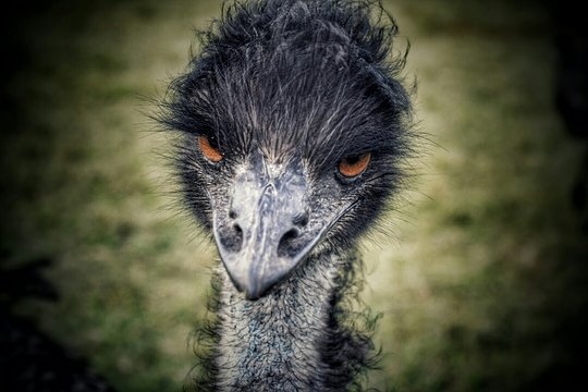 Emu Bilder – Durchsuchen 24,861 Archivfotos, Vektorgrafiken und Videos ...