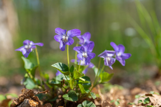 Duftveilchen Bilder – Durchsuchen 18,521 Archivfotos, Vektorgrafiken ...