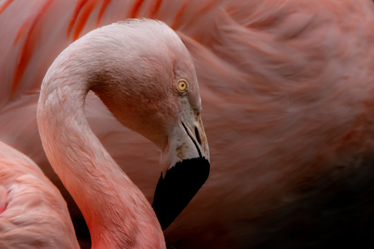 Ralph Lear Fotos, Bilder, Stockmedien | Adobe Stock