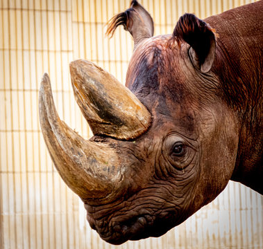 Ralph Lear photos, images, assets | Adobe Stock