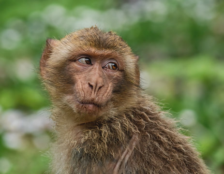 「Makake」の画像 - 1,324 件の Stock 写真、ベクターおよびビデオ | Adobe Stock