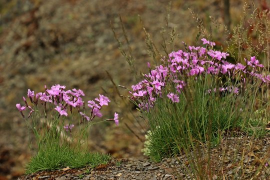 Pfingstblumen-Bilder: Stock-Fotos & -Videos. | Adobe Stock