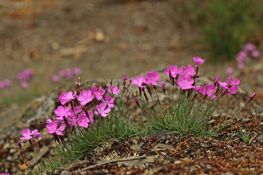 Pfingstblumen-Bilder: Stock-Fotos & -Videos. | Adobe Stock