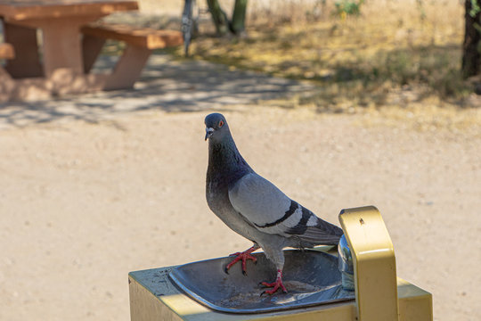 Imágenes de Piegon: descubre bancos de fotos, ilustraciones, vectores y ...