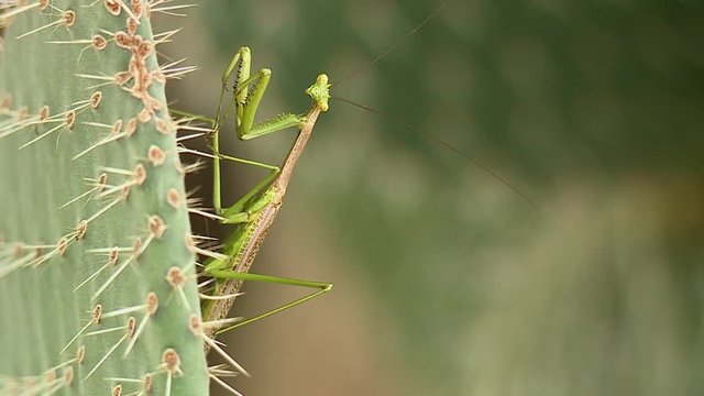 "Macro Scene" Bilder – Durchsuchen 532 Archivfotos, Vektorgrafiken und ...