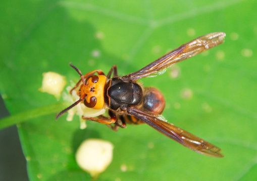 "Vespa Simillima Xanthoptera" Images – Browse 442 Stock Photos, Vectors ...