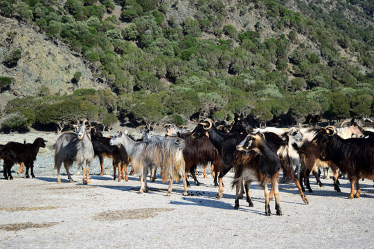 Goatling Bilder – Durchsuchen 8,863 Archivfotos, Vektorgrafiken und ...
