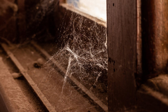Cobwebs In House