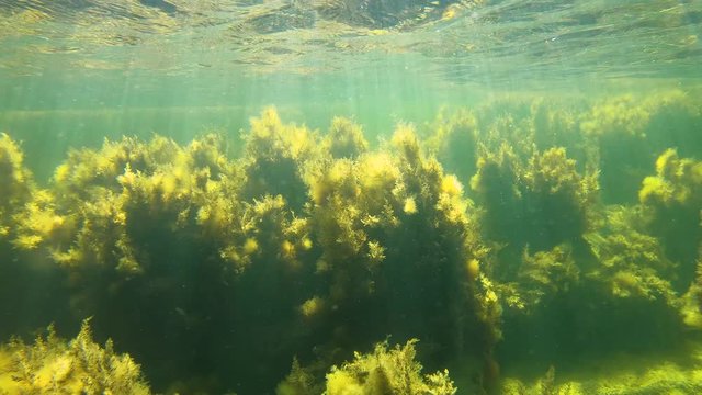 Chrysophyceae Images – Browse 195 Stock Photos, Vectors, and Video ...