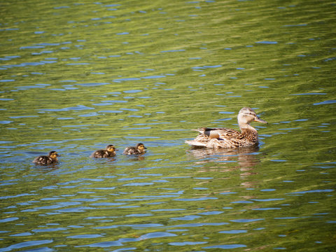 Natatorial Bilder – Durchsuchen 1,614 Archivfotos, Vektorgrafiken und ...