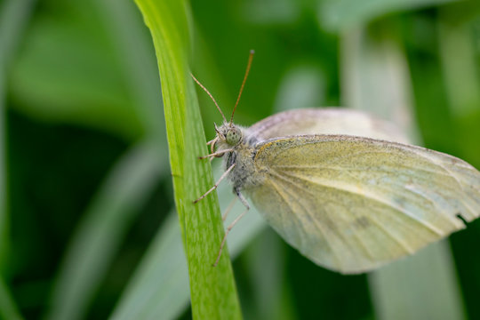 "Butterfly Head" Images – Browse 299 Stock Photos, Vectors, and Video ...